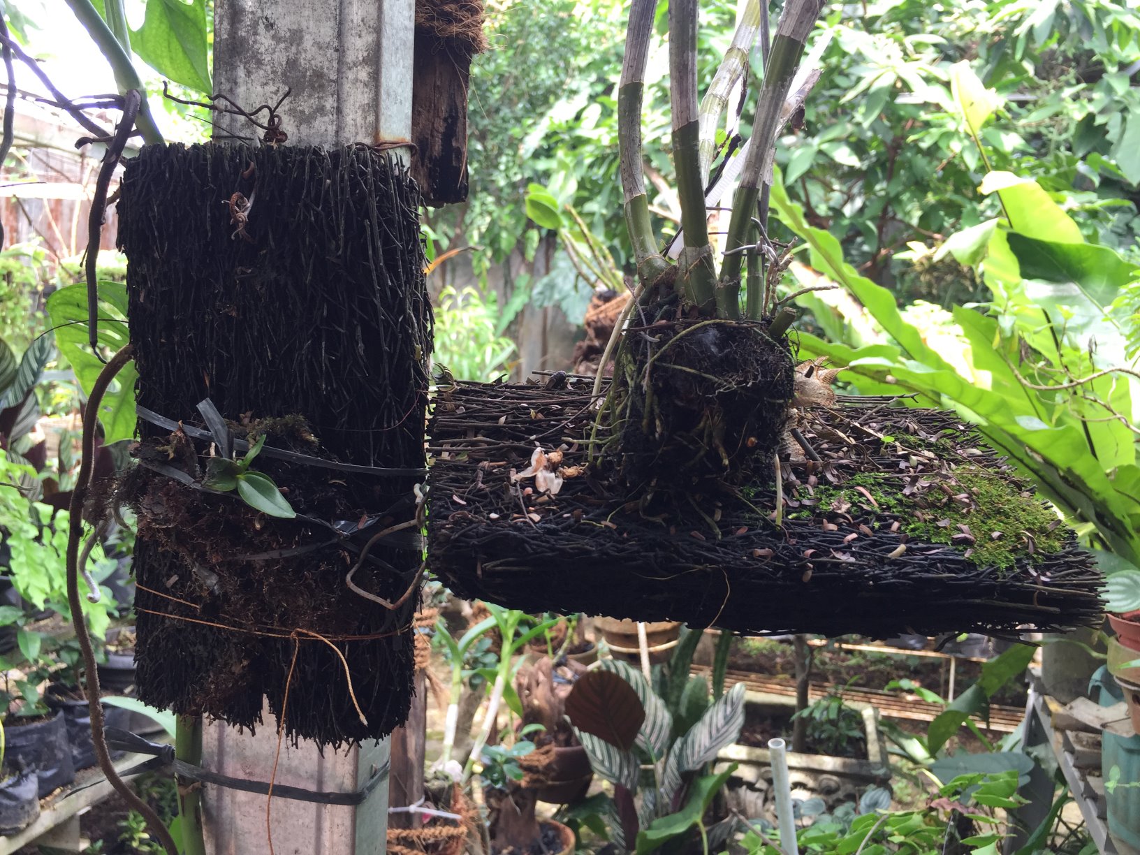 Anggrek dan media tanam pakis - GoHejo.Com